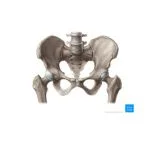 Human Body Parts Name in Hindi and English with Pictures - 2024 ...